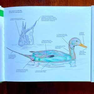 Art | Color Yourself Smart Birds Of North America Drawing Book | Poshmark
